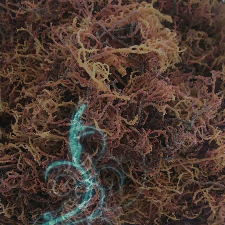 RastaMan Stew Organic Sea Moss Powder Supplement, Irish Sea Moss Gel ...