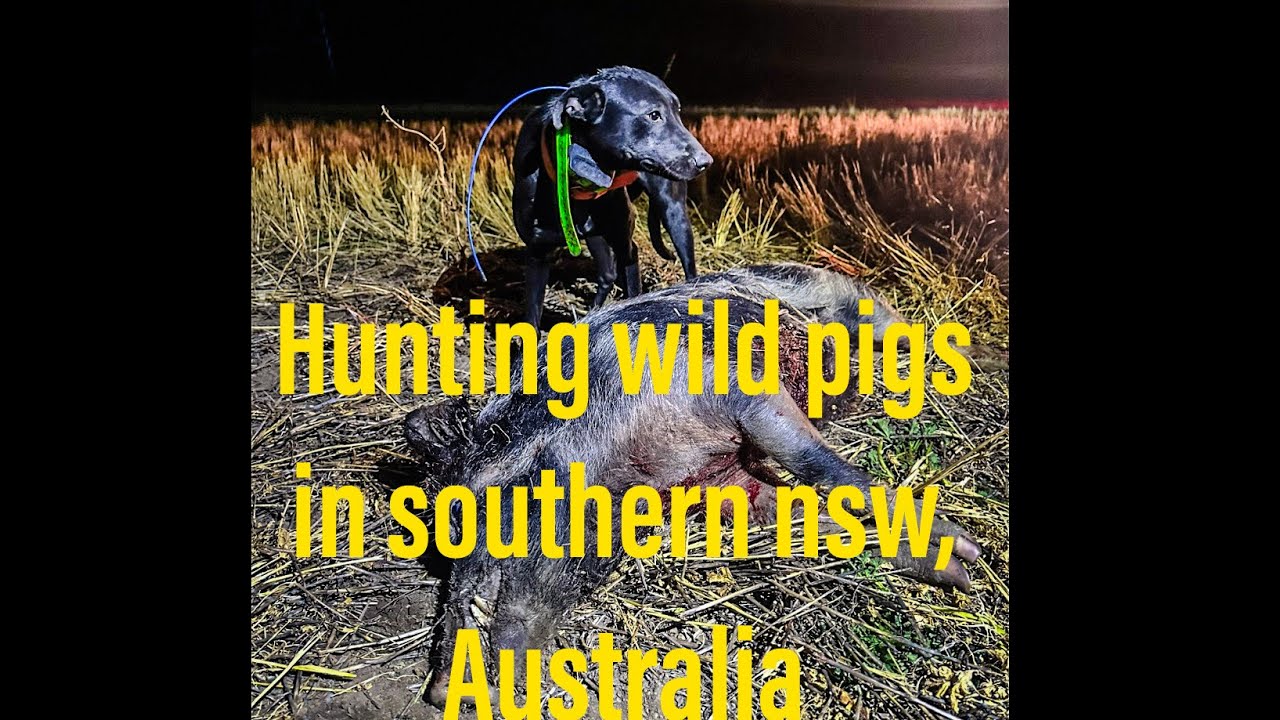 Hunting pigs in southern NSW, Australia - YouTube