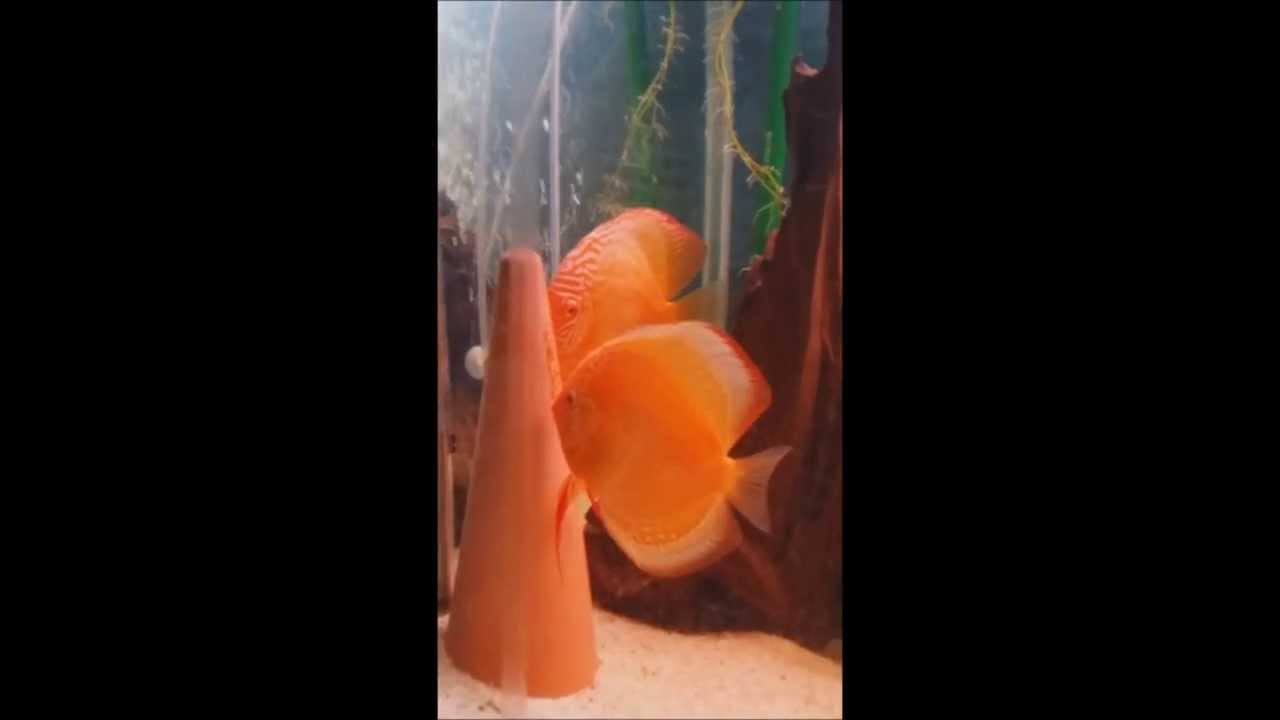 Discus golden crystal le 26 février 2014 - YouTube