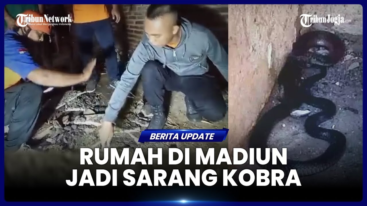 CERITA RUMAH SEORANG WARGA DI MADIUN JADI SARANG ULAR KOBRA - YouTube