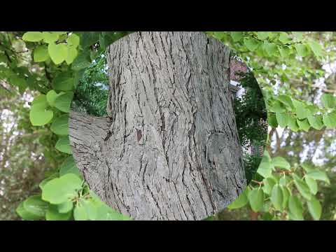 Katsura tree (Cercidiphyllum japonicum) - Plant Identification - YouTube