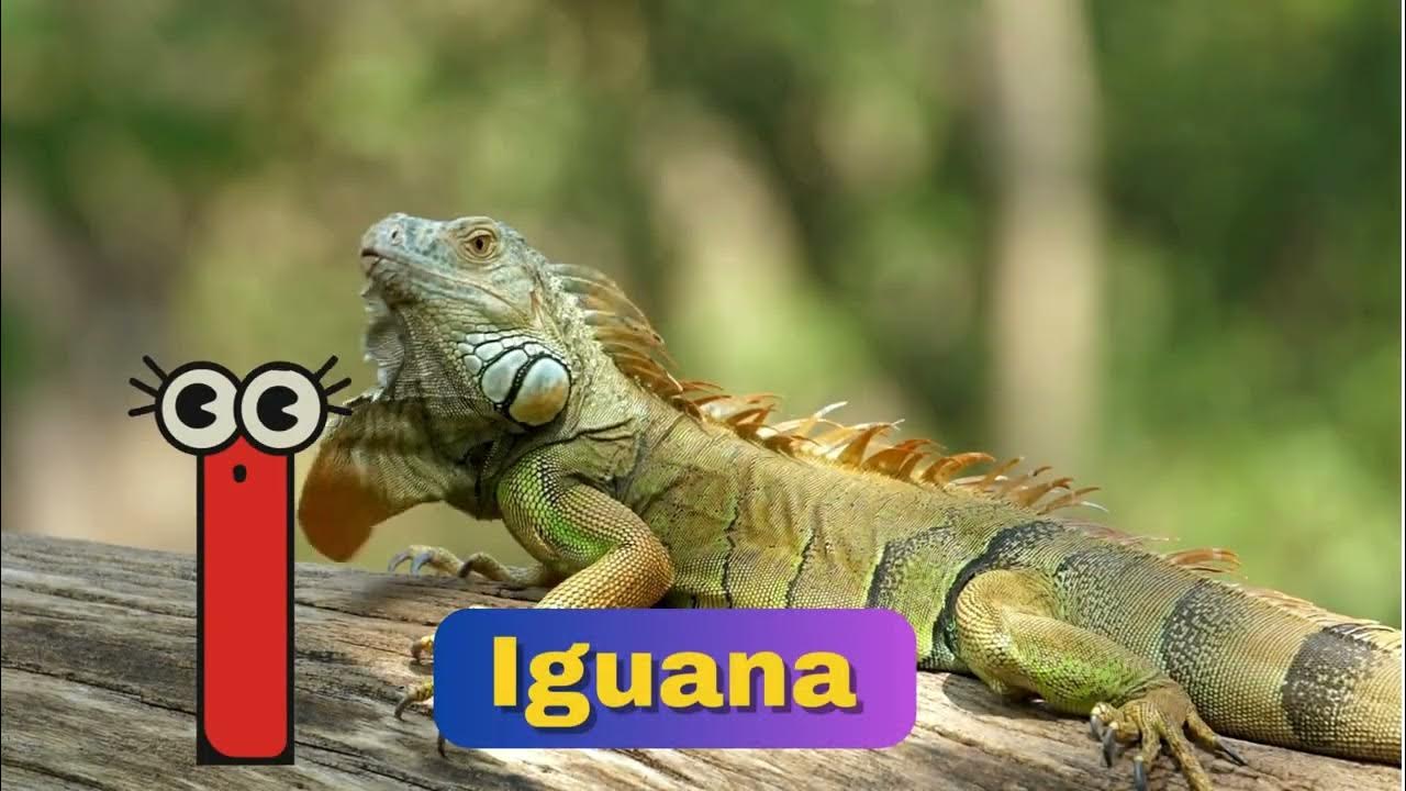 Animal Alphabet Adventure: A to Z - YouTube