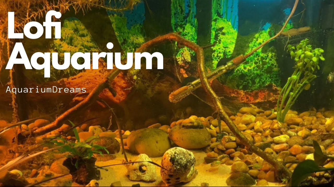 Lofi Aquarium. Pure relaxation with Pea puffer + Panda Garra (Dr fish ...