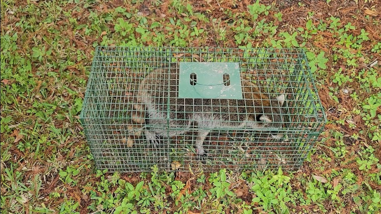 Duke 1112 Heavy Duty Raccoon trap - YouTube