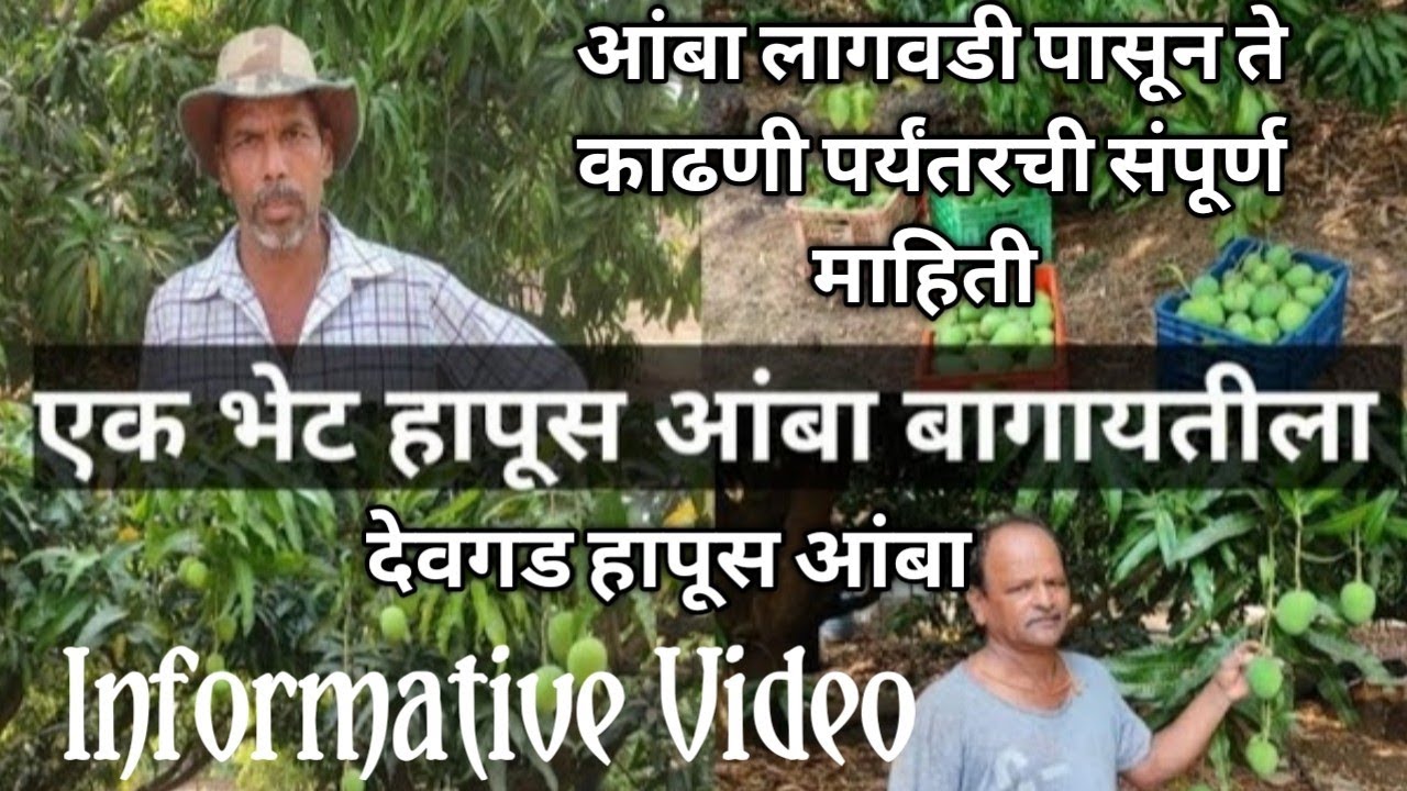 देवगड हापूस | Devgad Hapus | Alpohonso Mango expert interview | कोकणचा ...