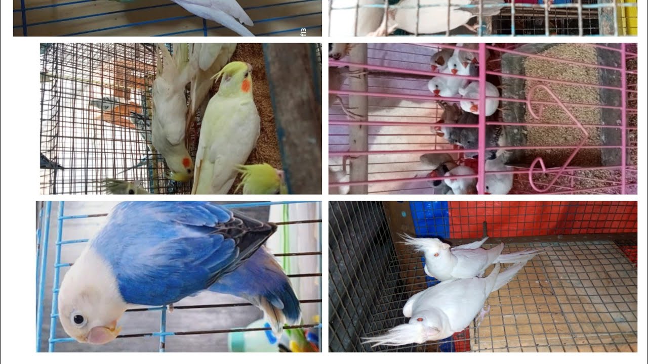 Sun Kannur Parrot/Bajir Parrot -Lovebirds Parrot cactiel- Parrot /And ...
