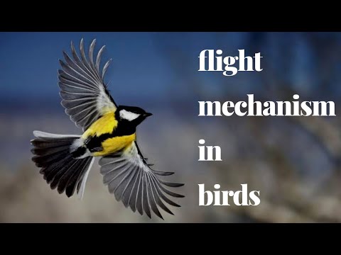 flight mechanism in birds - YouTube