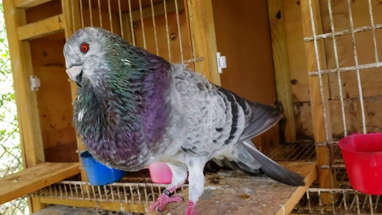 Cuban Pouter - Grizzle Jiennense Male - YouTube