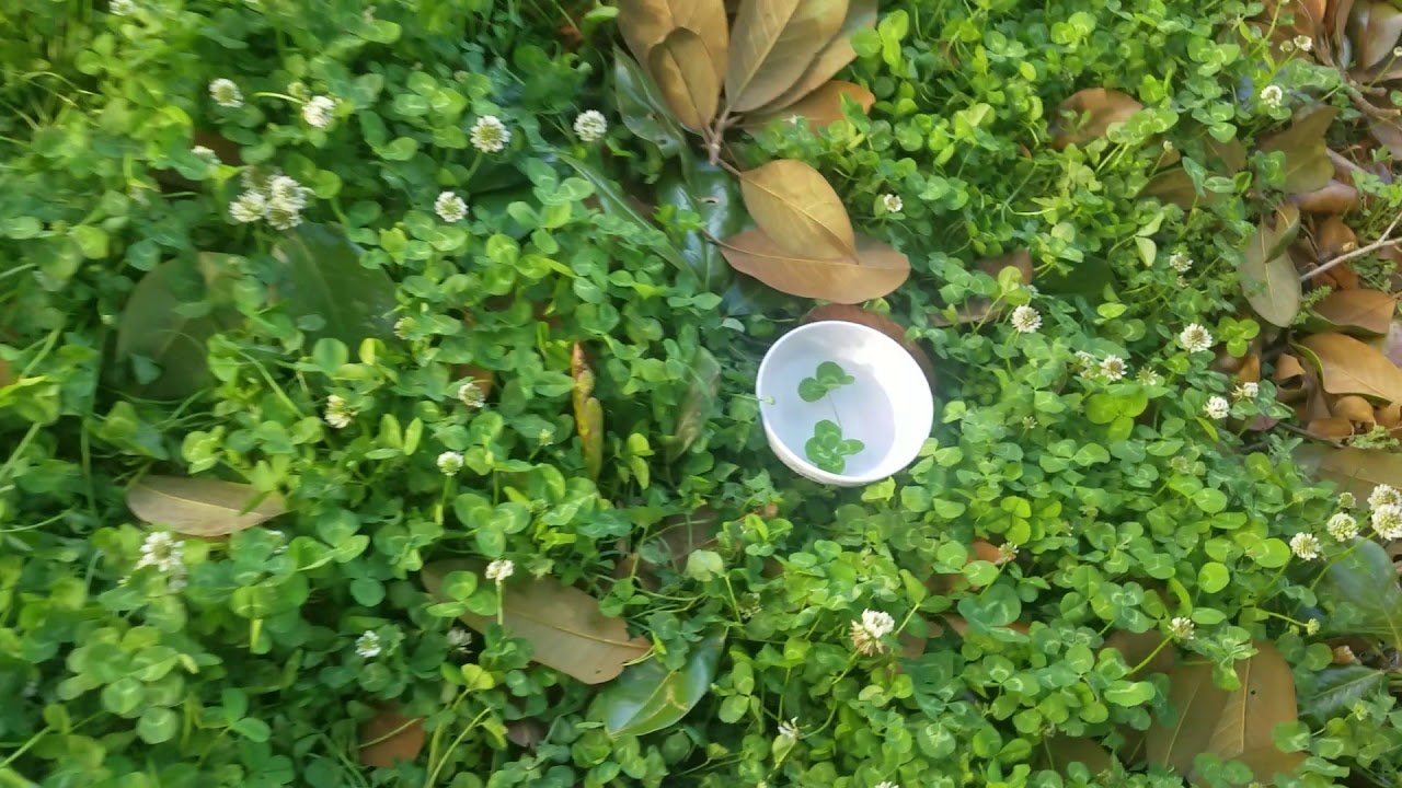Four leaf clover hunt... Just for fun. - YouTube