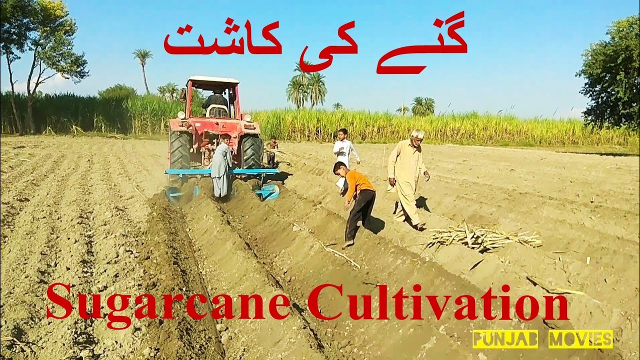 Sugarcane Cultivation In Pakistan | گنے کی کاشت | Agriculture In ...