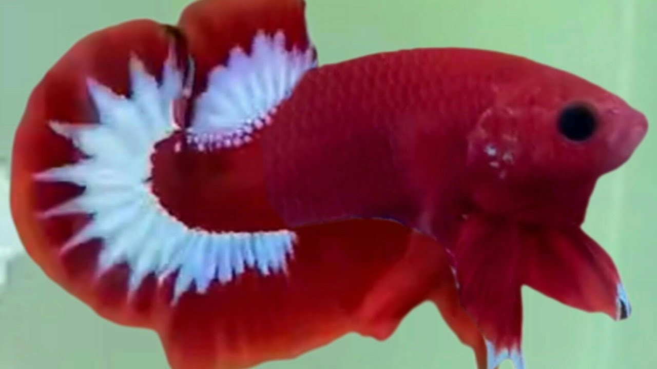 Top 20 red colour fish video 🐠 most expensive aquarium fish in the ...