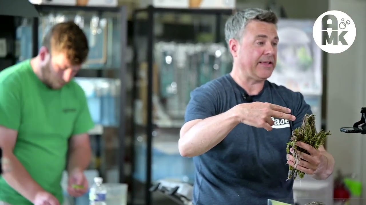 AMK Jeff Miotke Aquascape Tutorial Part 2: Planting and livestock in a ...