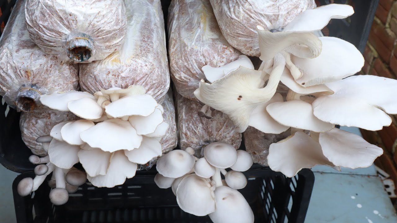 Growing abalone mushrooms at home to harvest many times- High nutrition ...