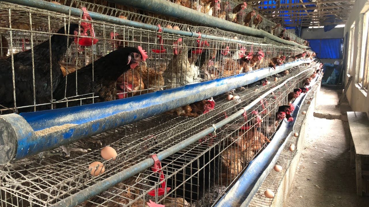 How to use Dutrion tablet and fowl treatment in preventing Poultry ...