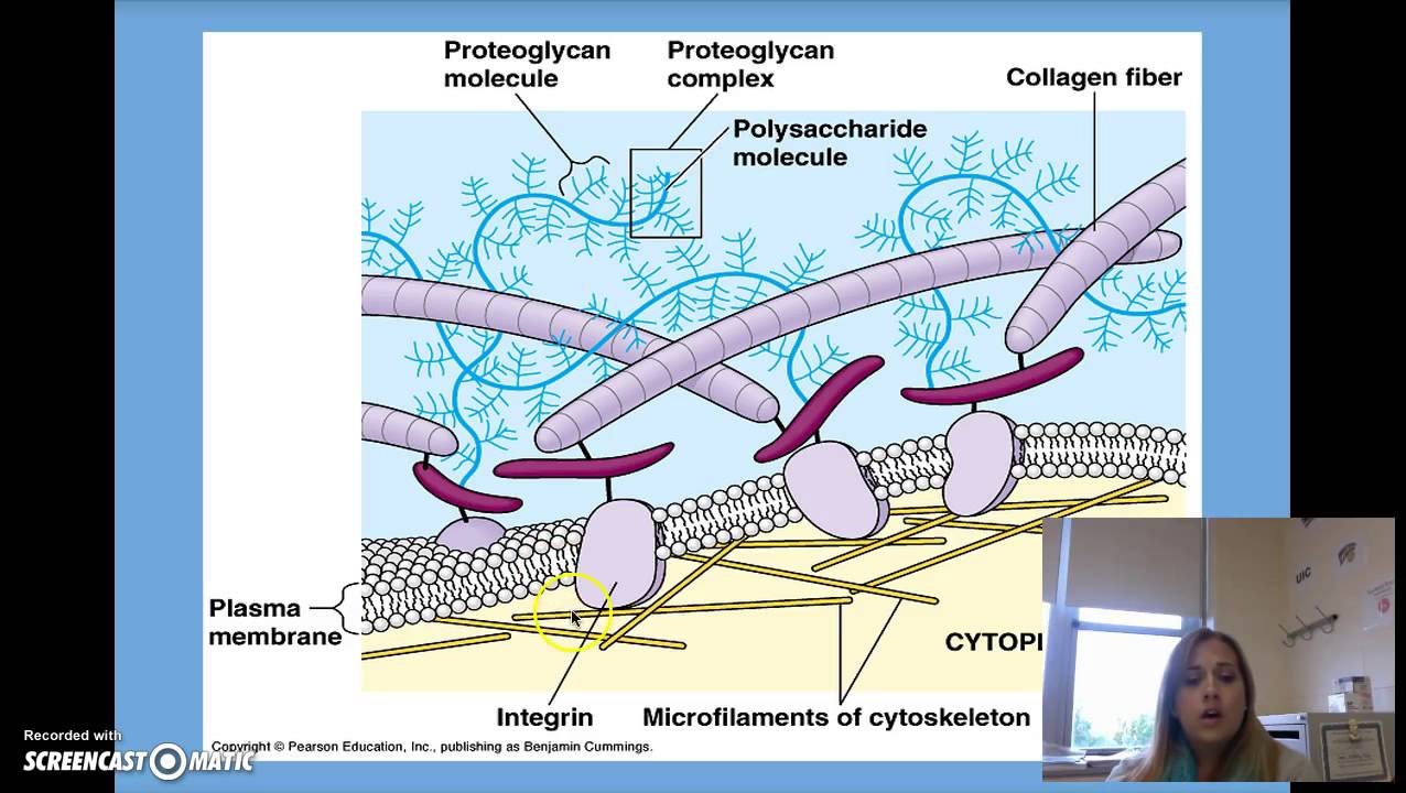 AP Bio 4 Organelles Pt 4 YouTube AP Bio 4 Organelles Pt 4 YouTube