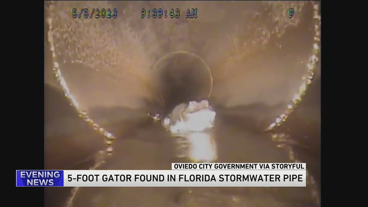 WATCH: 5-foot gator found by robot in Florida stormwater pipe - YouTube