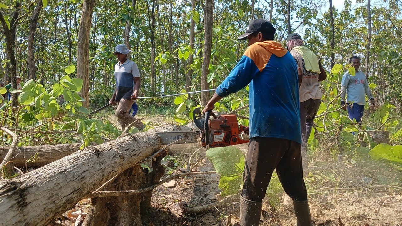 Tidak kalah dengan kayu jati asli, kualitas jati trubusan sangat padat ...