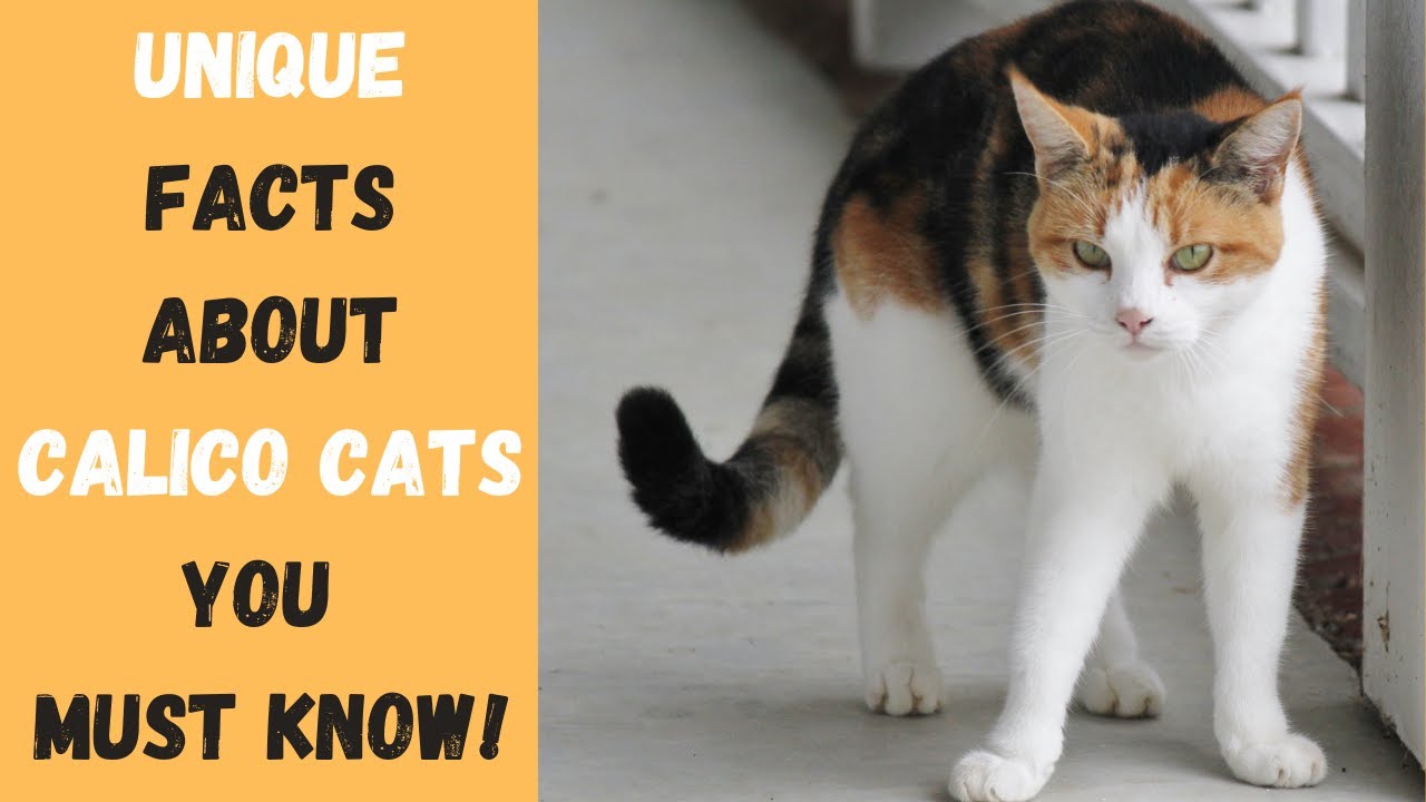 Why Calico Cats Are So SPECIAL and UNIQUE - YouTube