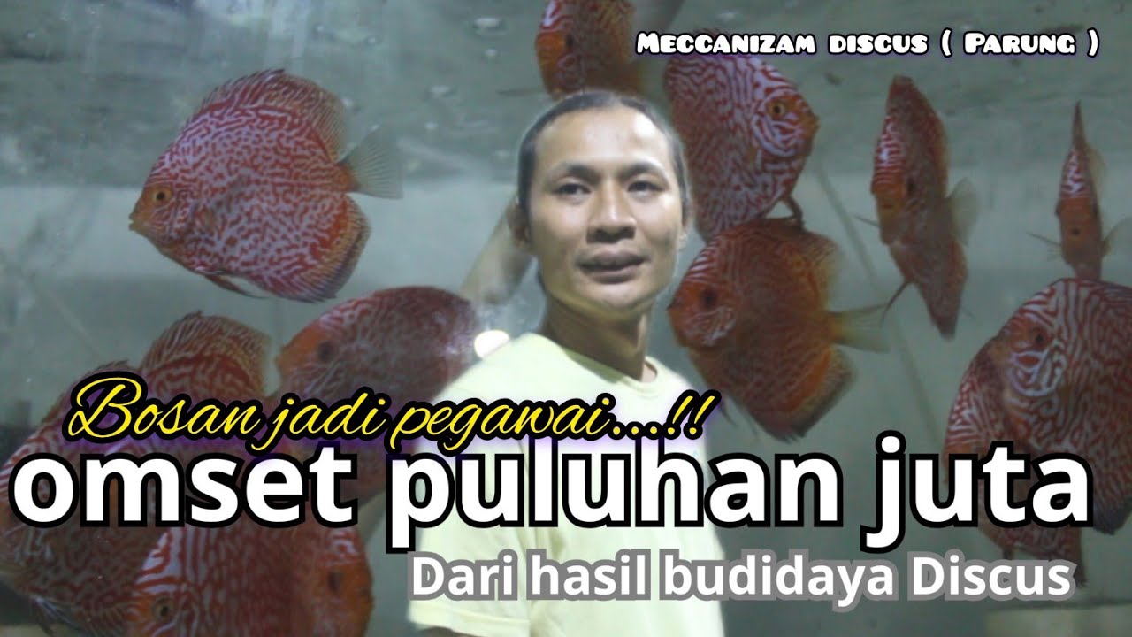 OMSET 20 - 50 JUTA PER BULAN...!! DARI HASIL BUDIDAYA IKAN DISCUS ...