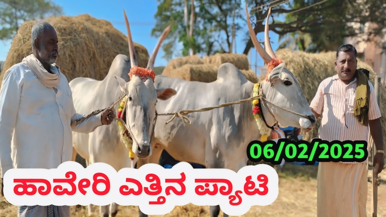 Haveri Bulls Market || ಹಾವೇರಿ ಎತ್ತಿನ ಪ್ಯಾಟಿ || Every Thursday Morning # ...