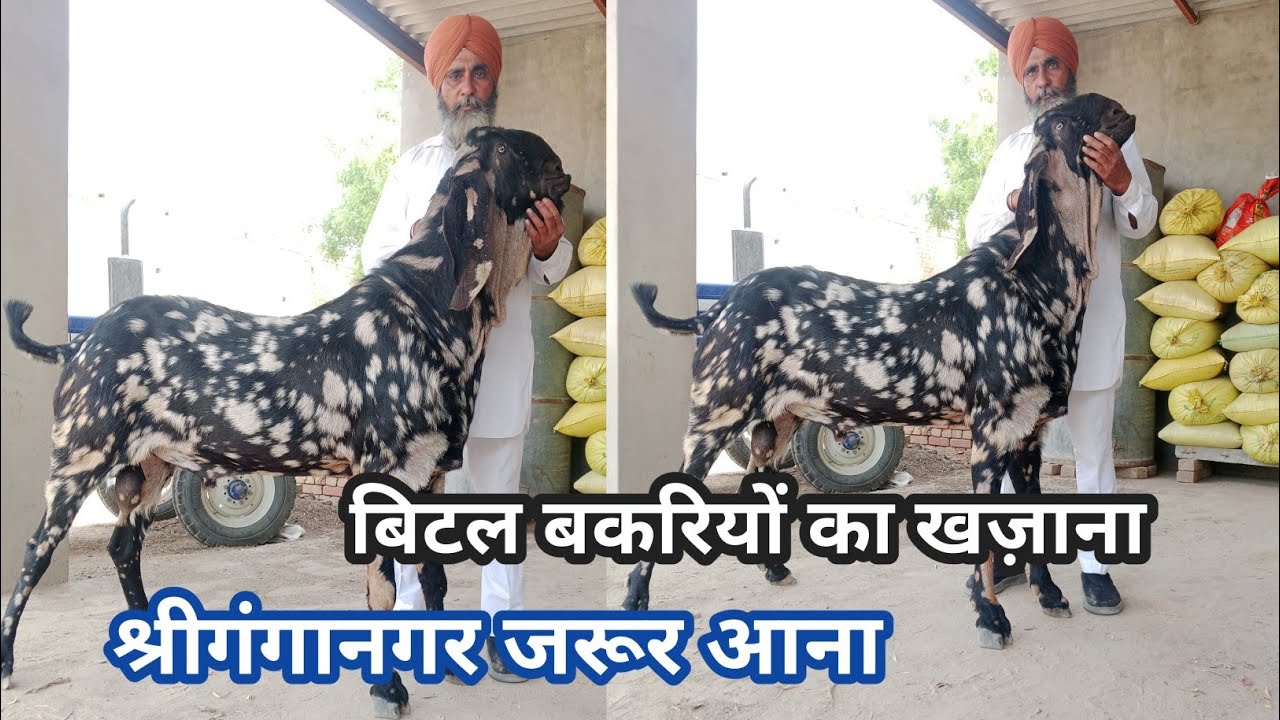 Top Quality Big beetal breeder For sale mantri bloodline || Bital goat ...