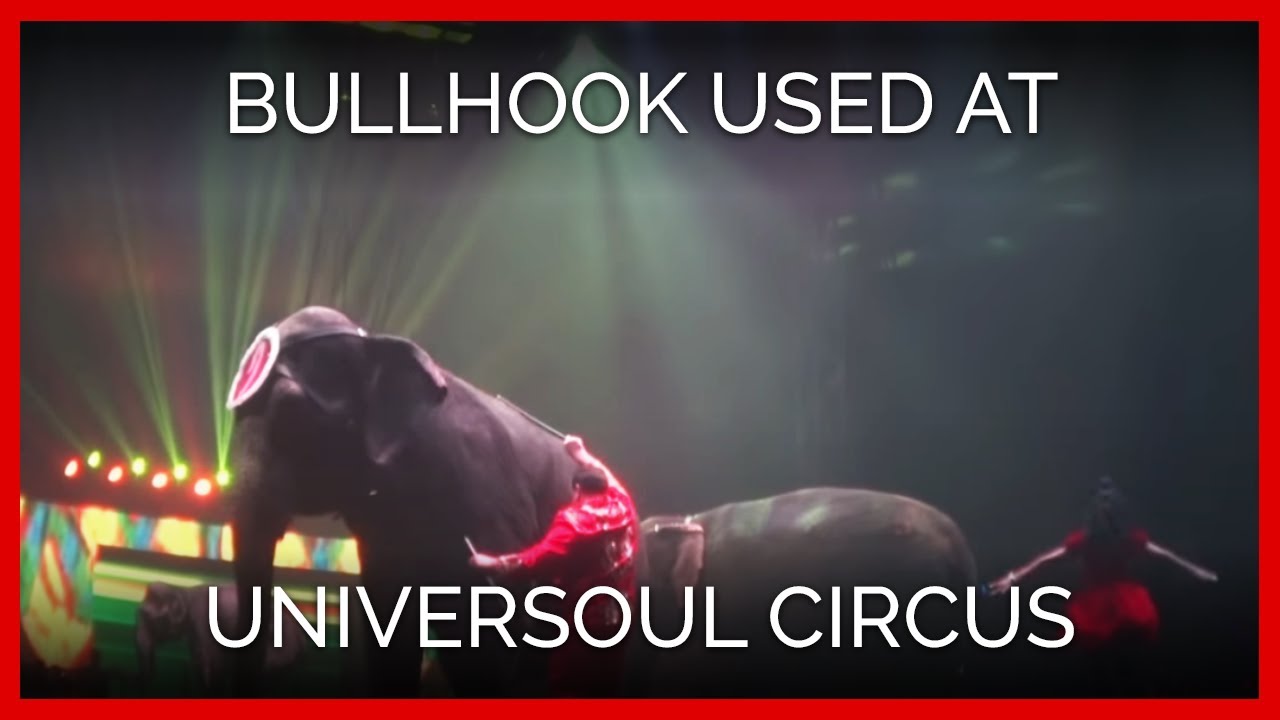 Bullhook Use and Pacing Tiger at UniverSoul Circus - YouTube