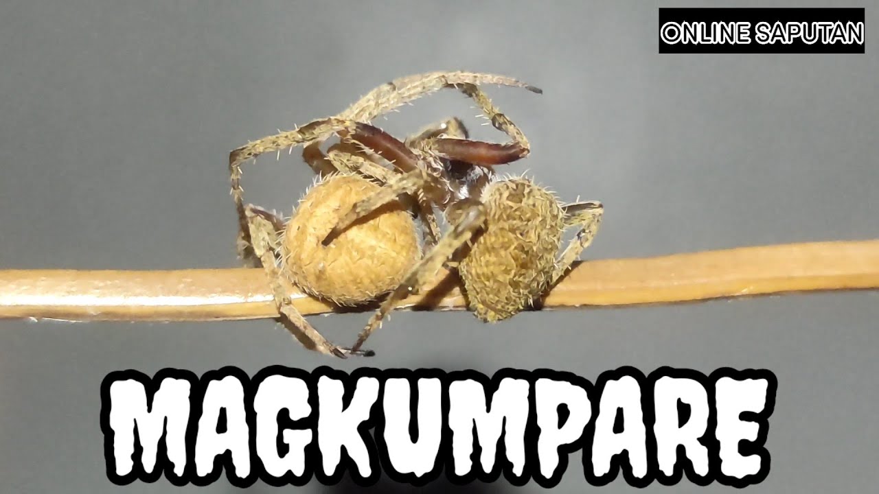 Longest spider fight | Never give up | Until the last fang strike - YouTube