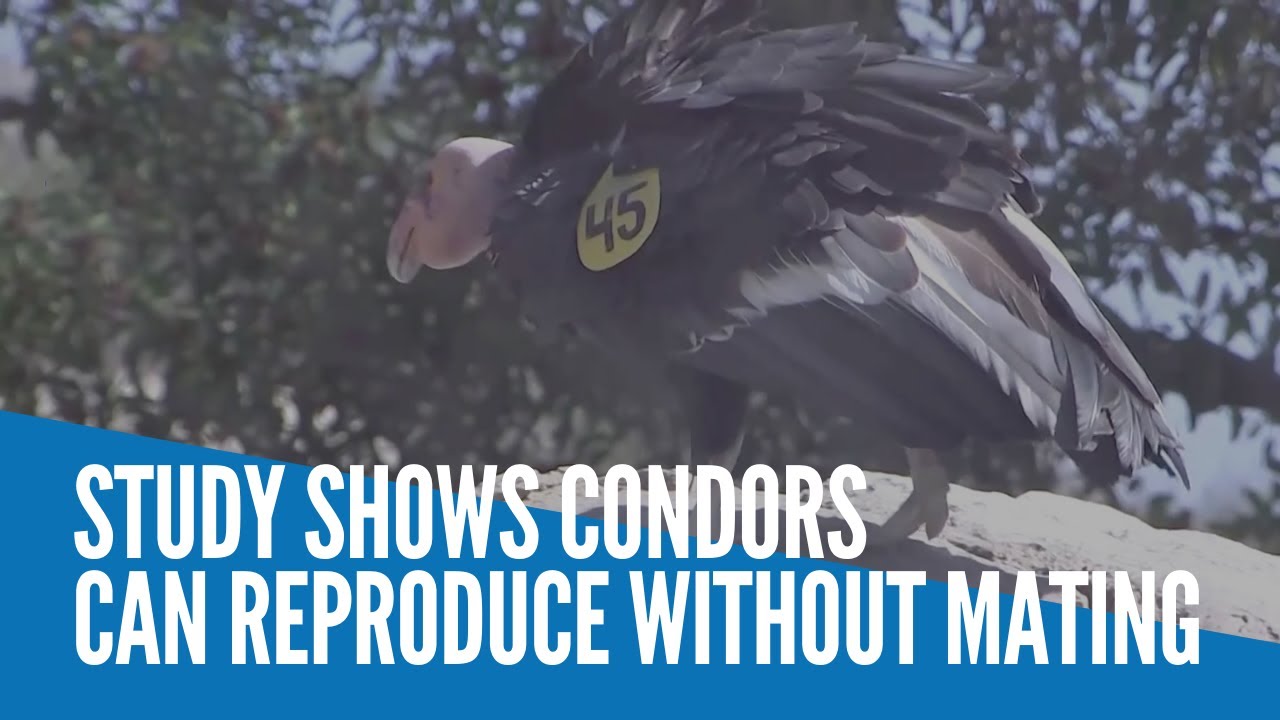 Study shows condors can reproduce without mating - YouTube