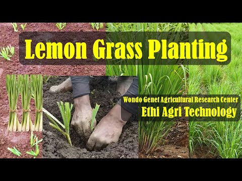 Lemon Grass - Seedling preparation, Spacing and Planting - #Ethio Agri ...