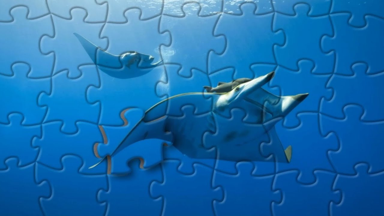 manta ray puzzle #animalspuzzle #puzzle #puzzleforkids - YouTube