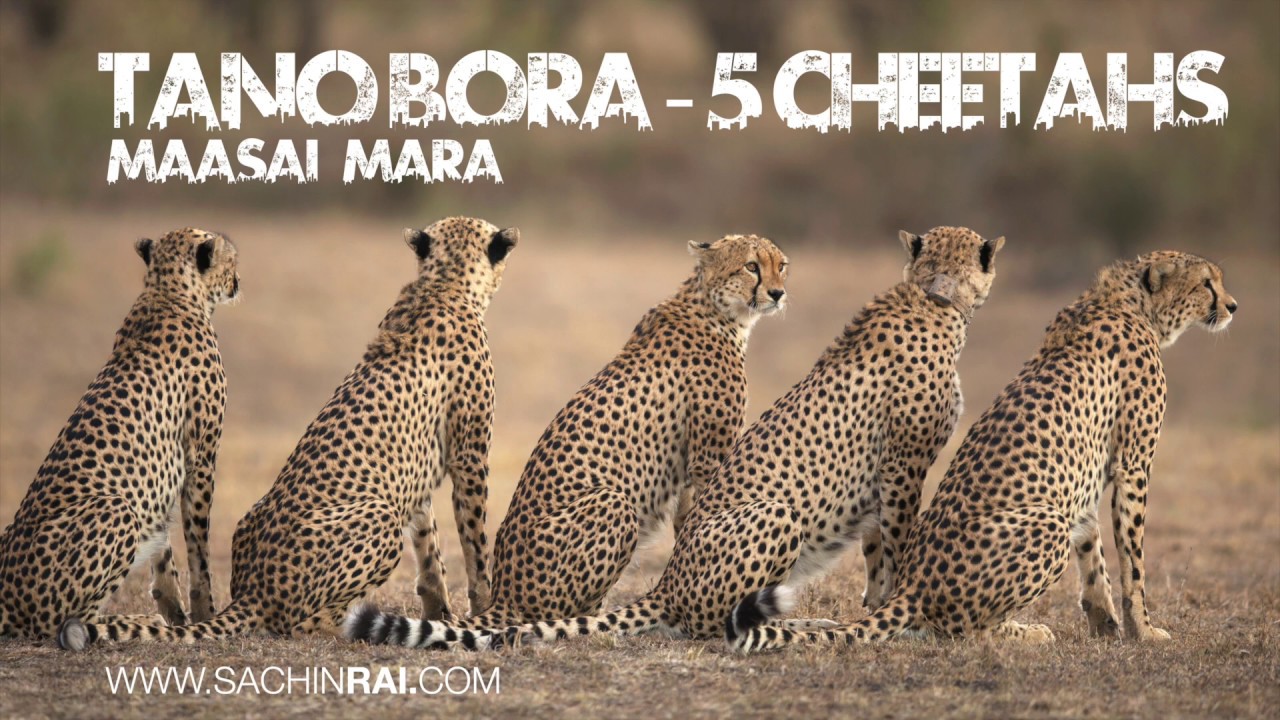 5 Cheetah male coalition, also called Tano Bora or Fast Five from Masai ...
