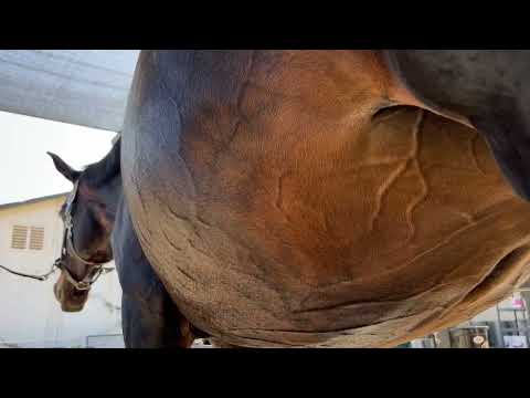 Baby kicking inside pregnant horse Liberty’s belly!