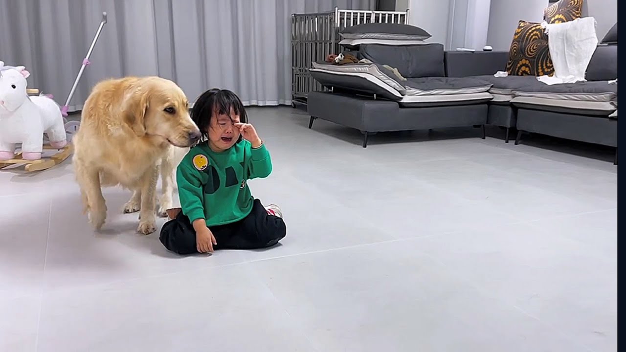 Golden retriever comforts crying child🥹 - YouTube