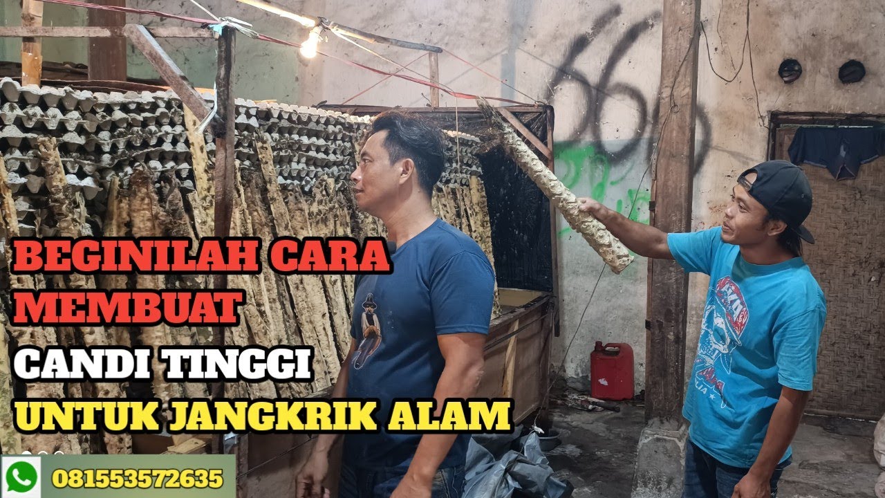 CARA MEMBUAT 🟠 CANDI TINGGI UNTUK JANGKRIK ALAM 👍👍 - YouTube