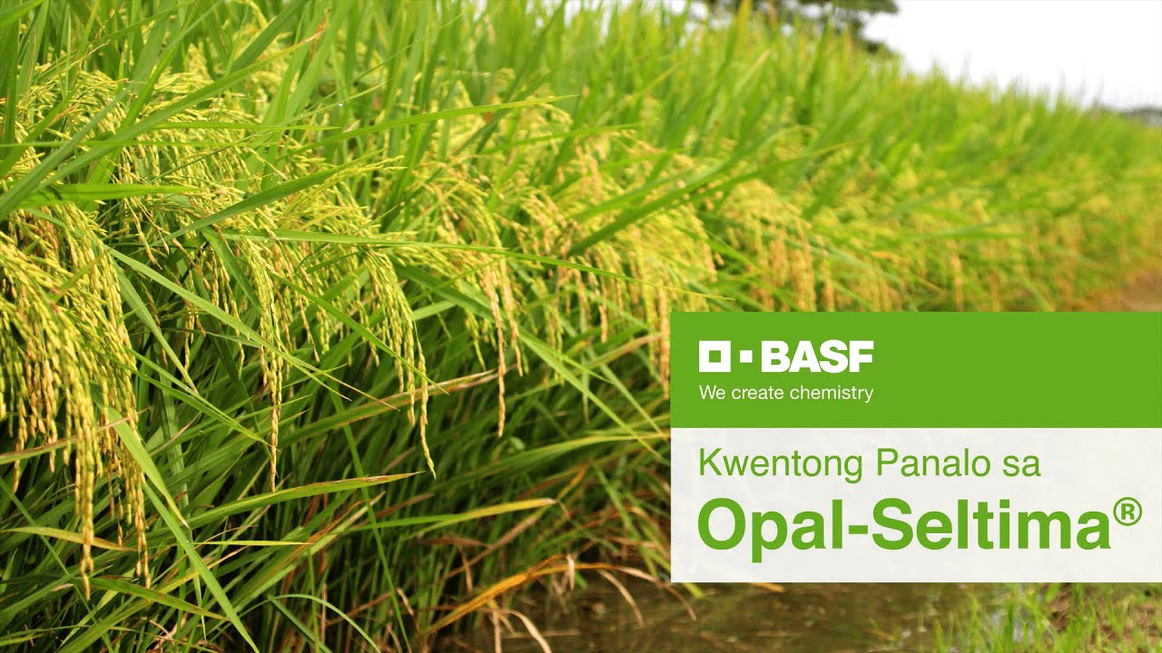Kwentong panalo gamit ang OPAL® and SELTIMA® RICE-ING Stars Fungicide ...