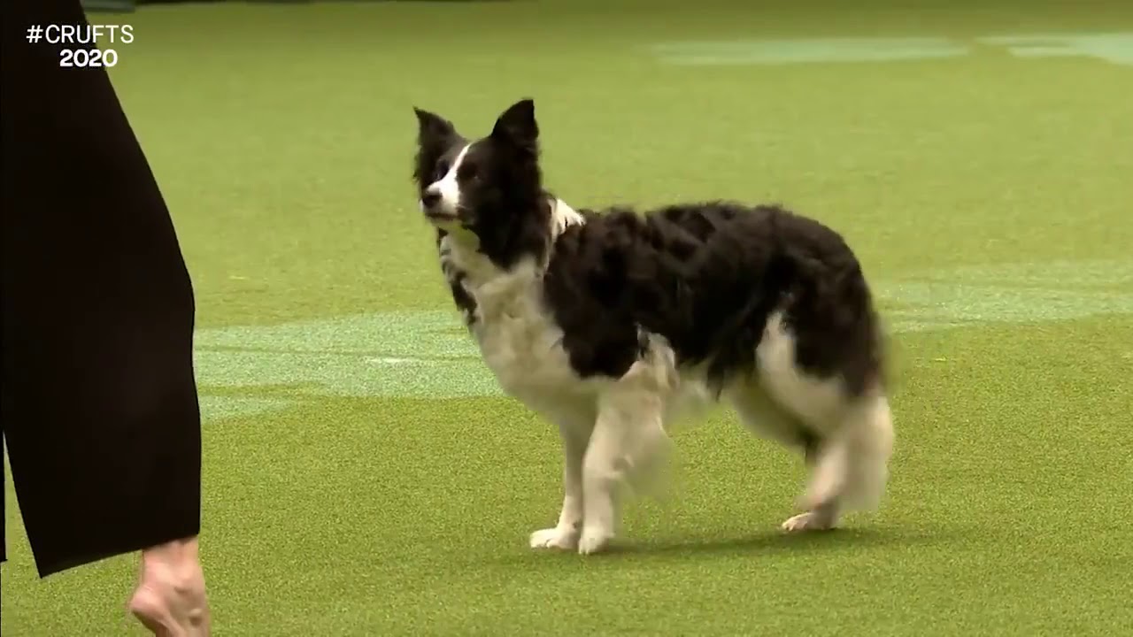Impressive competitive dog dancing ("heelwork to music")... (sound on ...