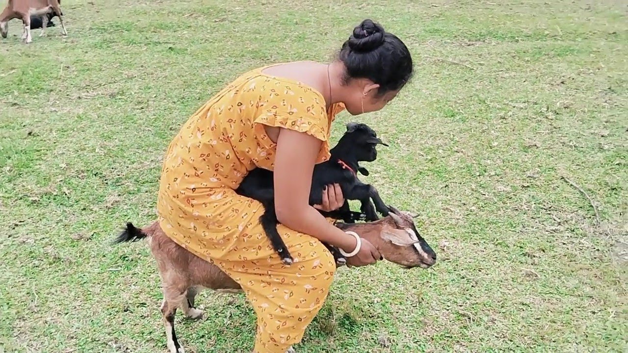 Goat riding video || riding goat || goats - YouTube
