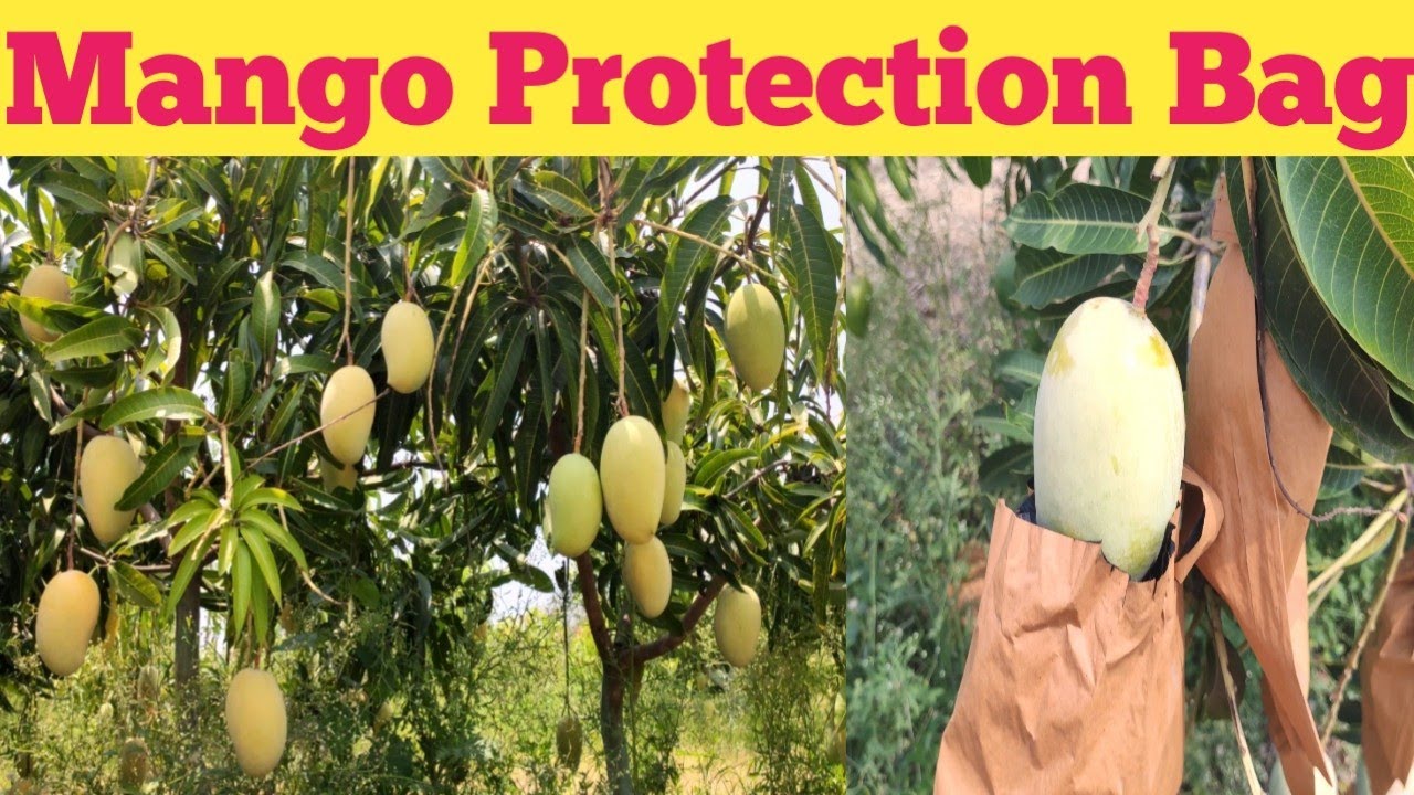 Mango Fruit Bagging (Fruit Bagging Technique) | मैंगो फ्रूट बैगिंग ...