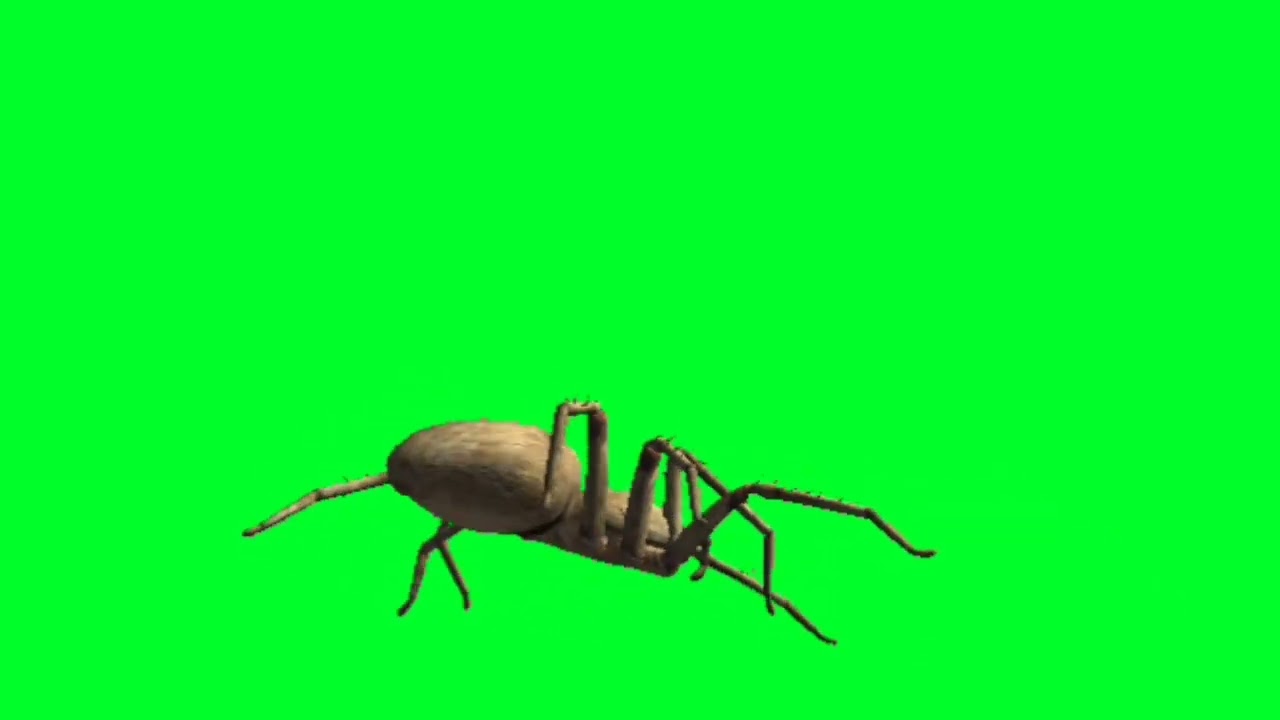 green screen spider, 3d animation green screen spider mp4 - YouTube