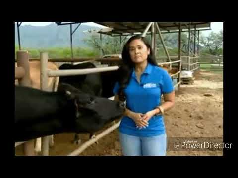 SENI SAPI,.... SUSU WANITA KEGELIAN
