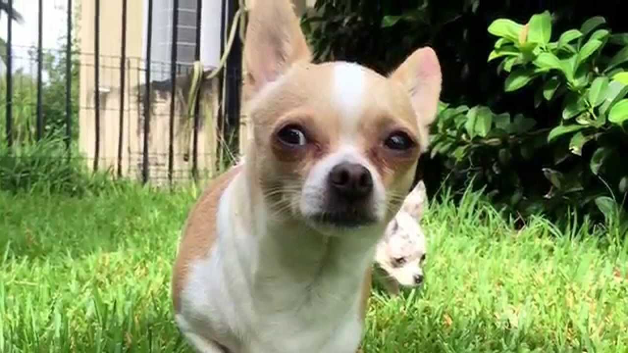 A very scary chihuahua Halloween - YouTube