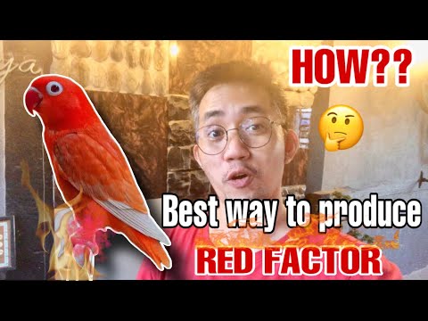 PAANO MAG PALABAS NG RED FACTOR? 🔥 - YouTube