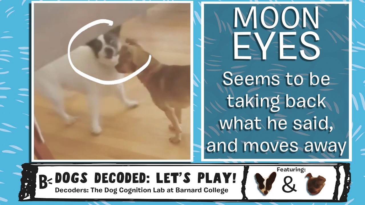 Dogs Decoded: Your Dog's Body Language Explained: Ep 1 How Dogs Play - YouTube