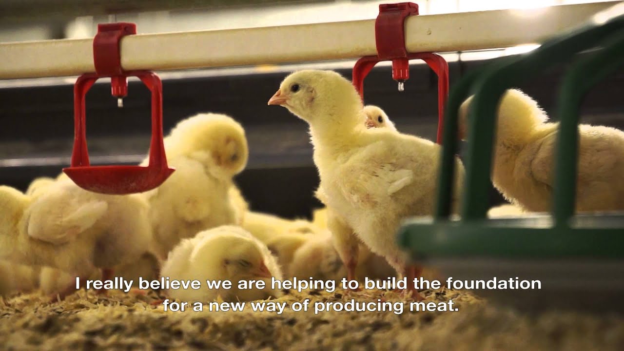 Marcel Kuijpers, Dutch poultry farm entrepreneur - YouTube
