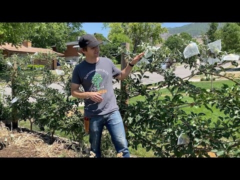 Belgian Fence Espalier: 9 Apple Trees in 20 Feet - YouTube