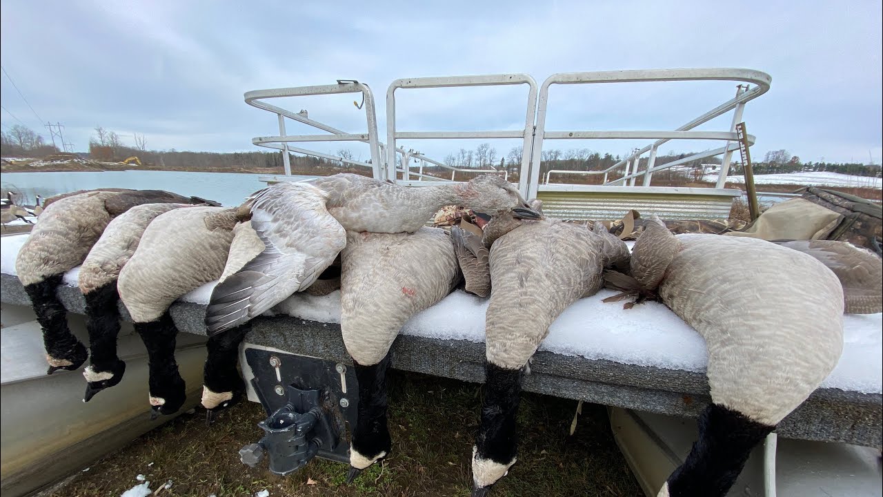 Goose Hunting Over Water(Rare Bird Shot) - YouTube