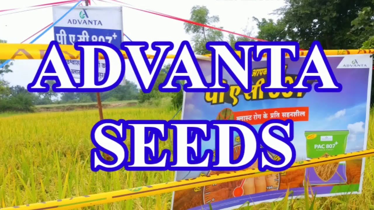 Hybrid dhan ki kheti, advanta seeds, PAC 807 PLUS, हाइब्रिड धान की खेती ...