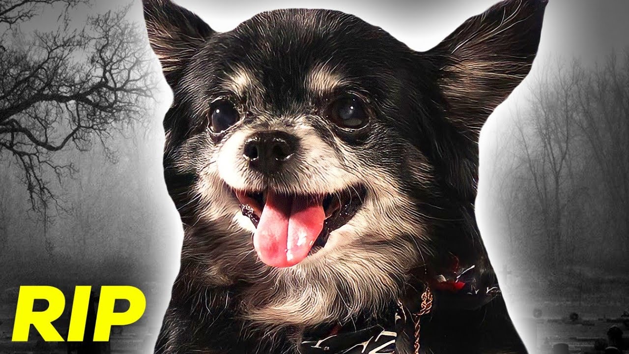 How The TikTok Puppy “Pudgy Woke” Passed Away.. :( - YouTube
