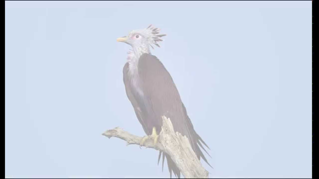 Exclusive footage of ‘Tuluver’ revealed. - YouTube