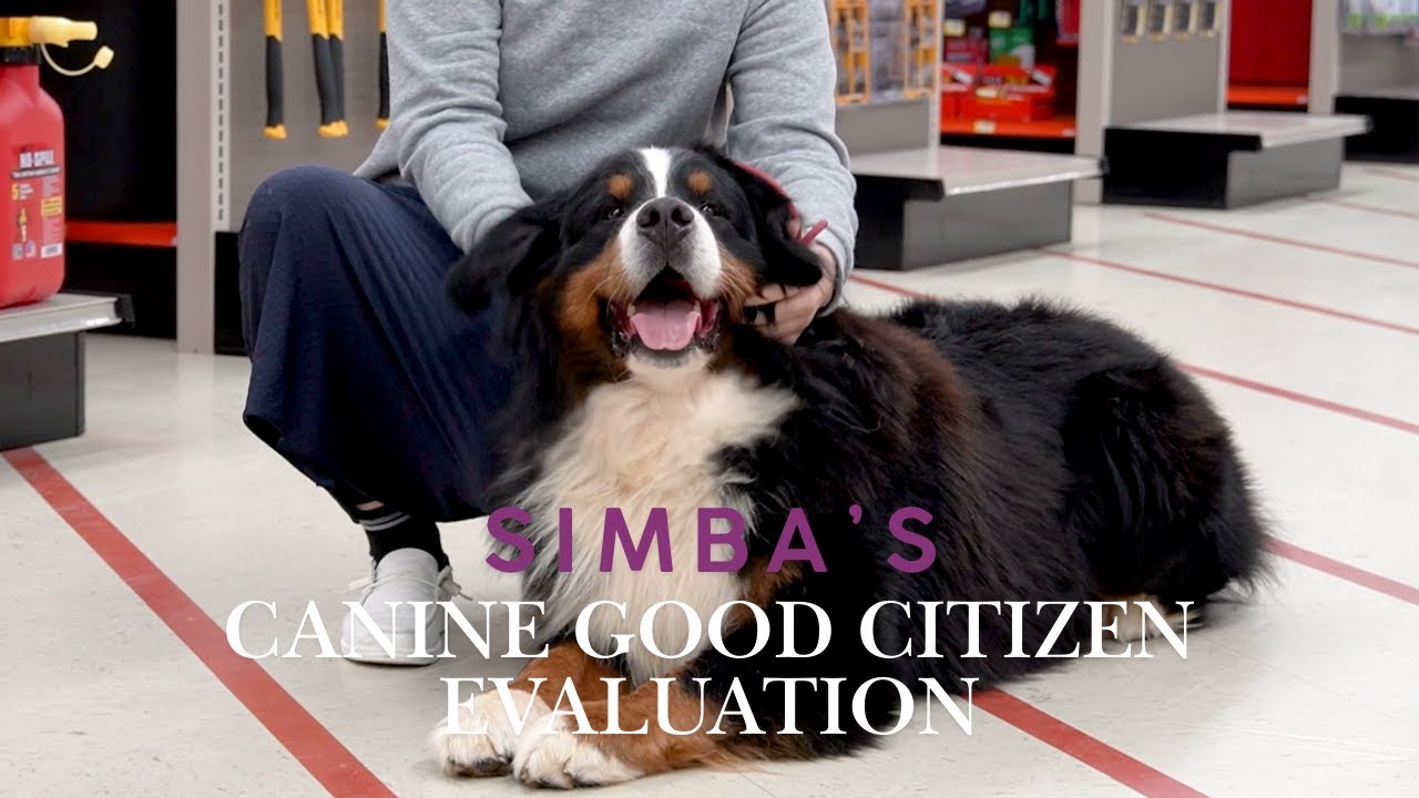 Simba's Canine Good Citizen Evaluation!! - YouTube